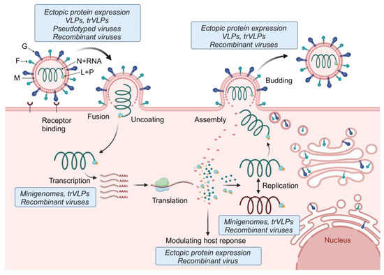 A Comparative Assessment of the Pathogenic Potential of Newly ...