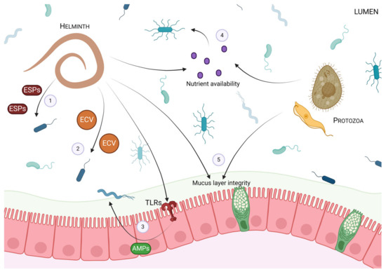 Interaction between Intestinal Parasites and the Gut Microbiota ...