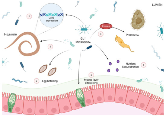 Interaction between Intestinal Parasites and the Gut Microbiota ...