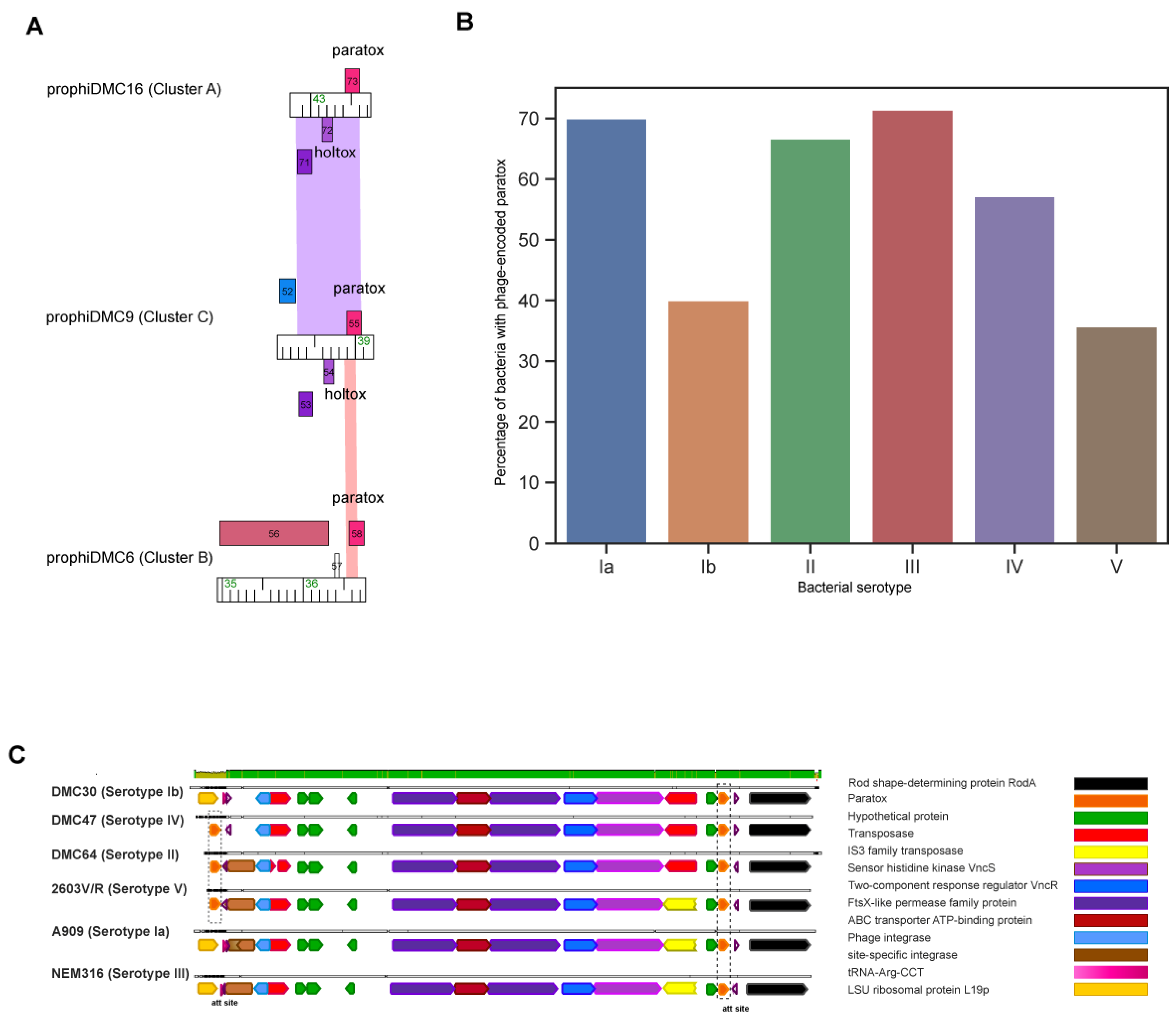 Comparative Genomic Analysis of Prophages in Human Vaginal Isolates of ...
