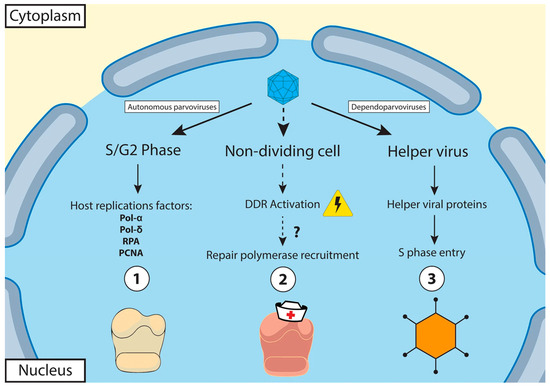 Parvoviruses of Aquatic Animals