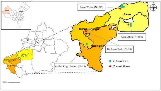 Molecular Detection of Theileria ovis, Anaplasma ovis, and Rickettsia ...
