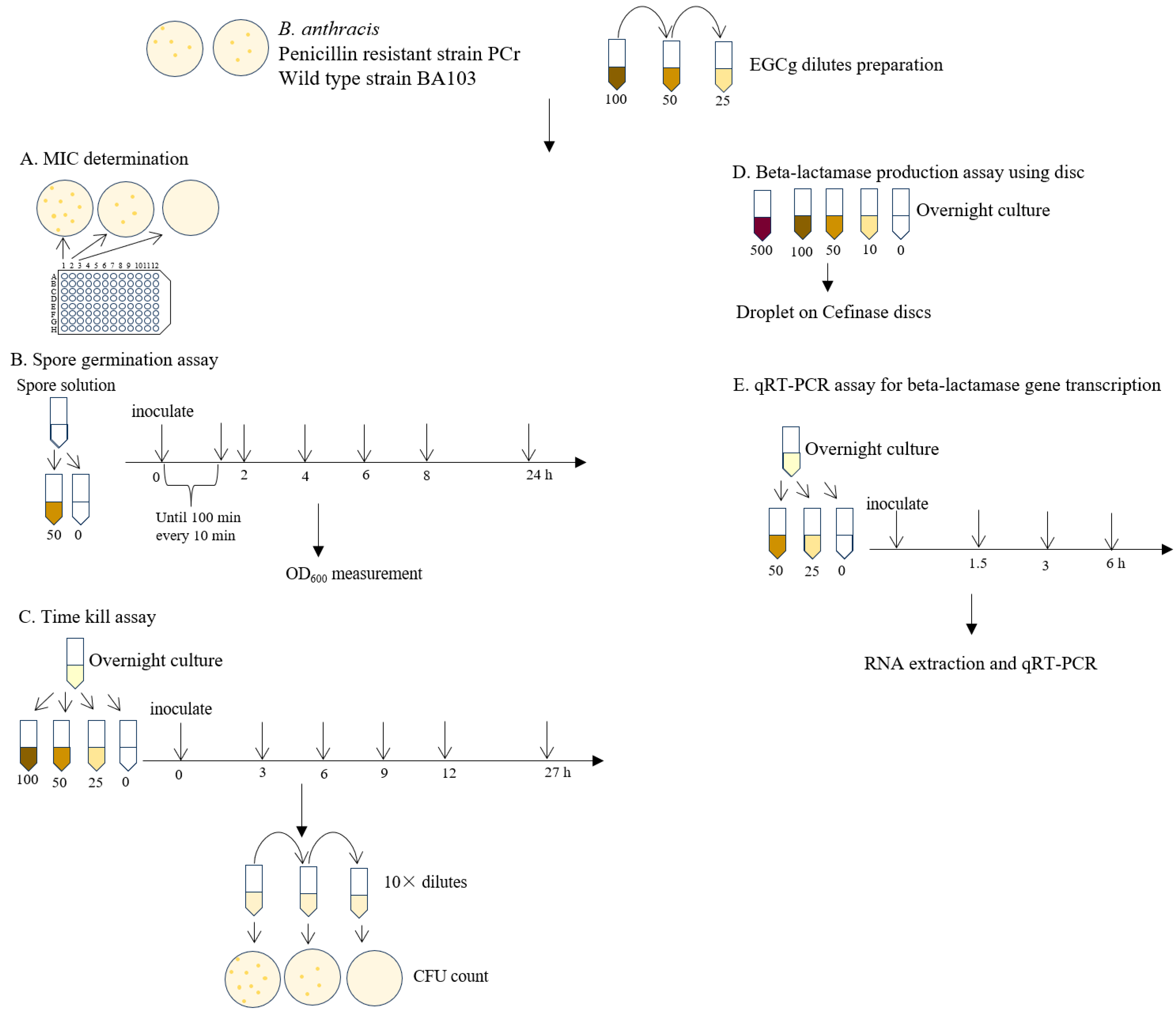 Green Tea Catechin Epigallocatechin Gallate Inhibits Vegetative Cell ...