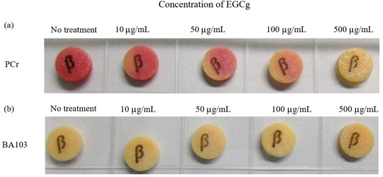Green Tea Catechin Epigallocatechin Gallate Inhibits Vegetative Cell ...