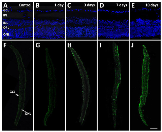 Pathogens | Free Full-Text | A New Ex Vivo Model Based on Mouse Retinal ...
