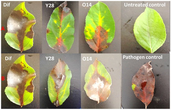 Harnessing Trichoderma spp.: A Promising Approach to Control Apple Scab Disease