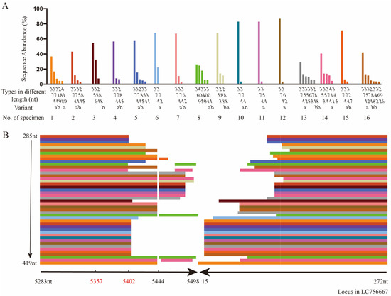 Diverse Head-to-Tail Sequences in the Circular Genome of Human ...