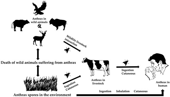 Anthrax in Humans, Animals, and the Environment and the One Health Strategies for Anthrax Control