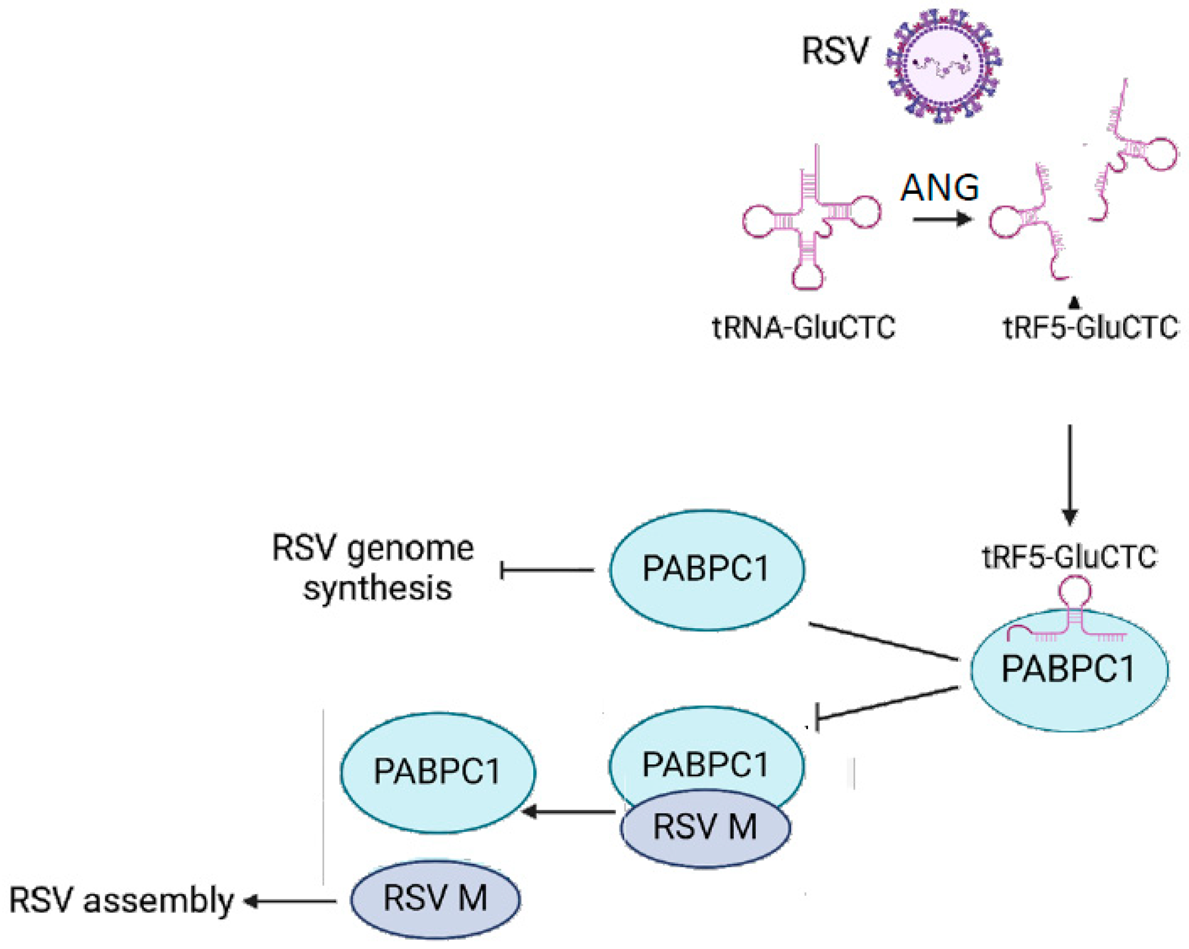 Role of Poly(A)-Binding Protein Cytoplasmic 1, a tRNA-Derived RNA ...