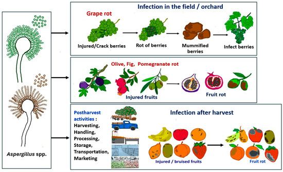 An Overview of Aspergillus Species Associated with Plant Diseases
