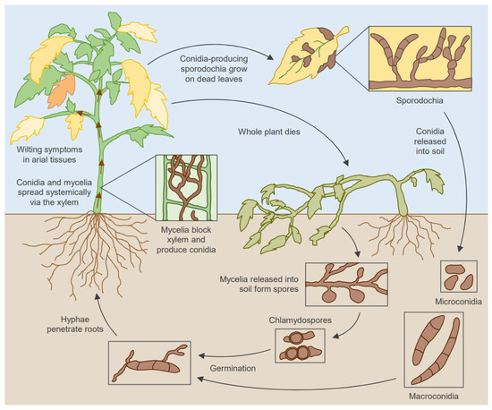 The Ubiquitous Wilt-Inducing Pathogen Fusarium oxysporum—A Review of ...