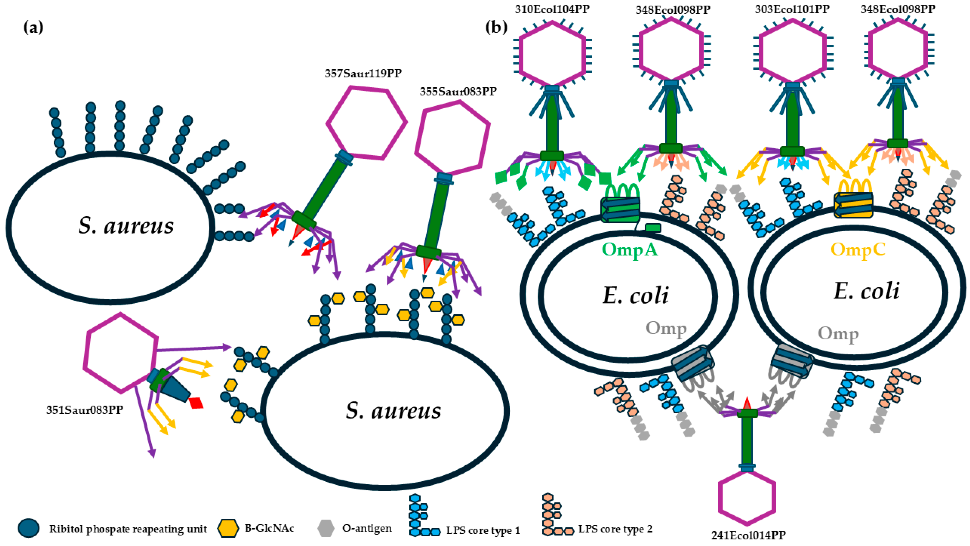 A New Approach for Phage Cocktail Design in the Example of Anti ...