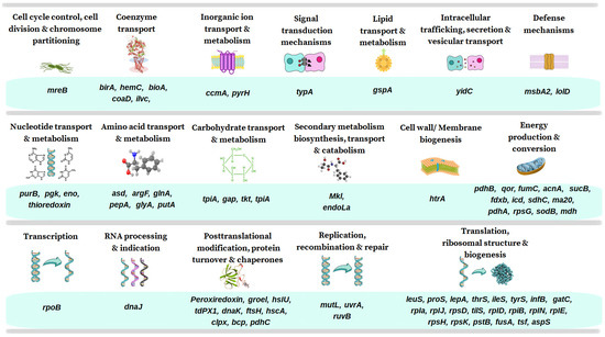 Molecular Identification and Bioinformatics Analysis of Anaplasma ...