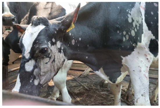 Superficial Zoonotic Mycoses in Humans Associated with Cattle