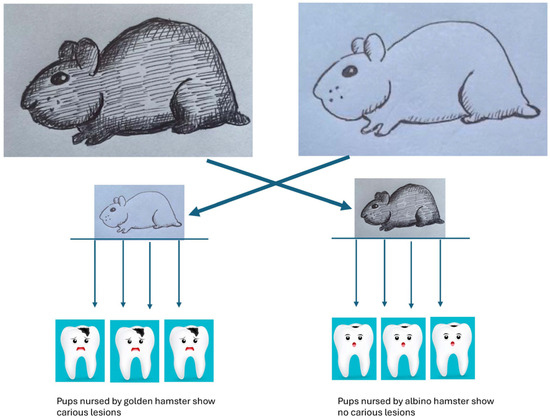 Hamster Teeth Diagram