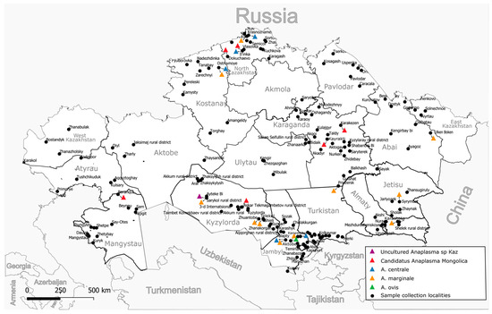 Molecular Characterization of Anaplasma spp. in Cattle from Kazakhstan