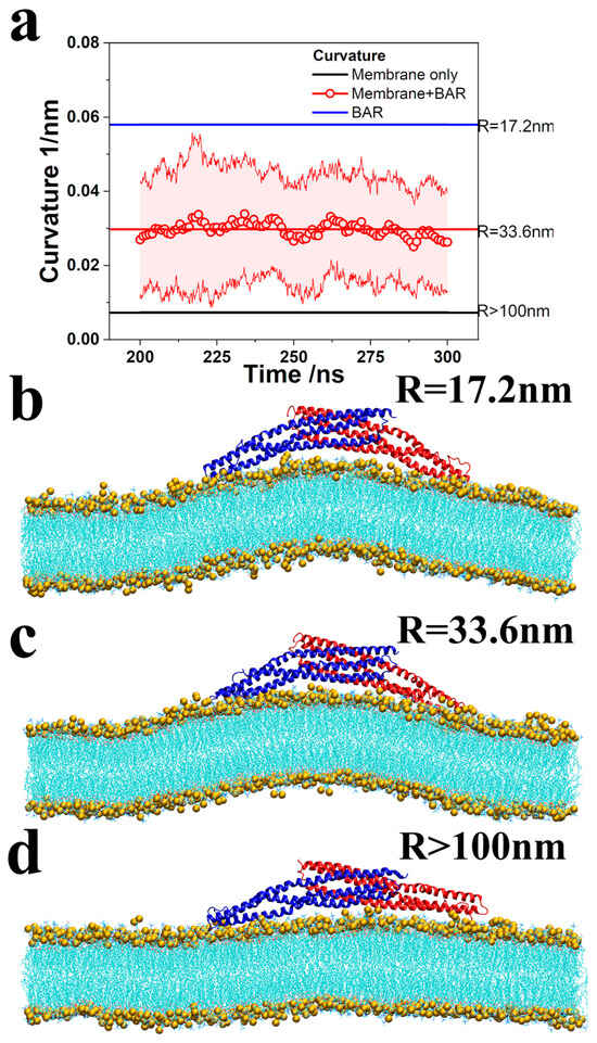 Molecular Dynamics Reveal Key Steps in BAR-Related Membrane Remodeling