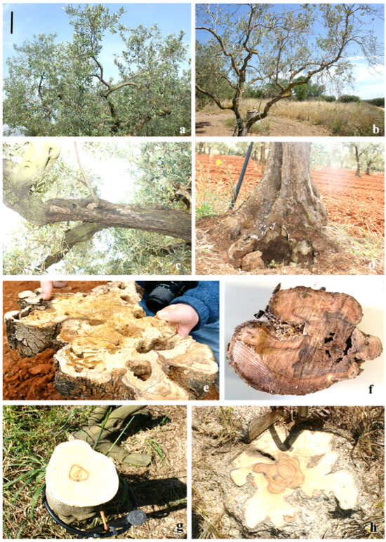 Fungi Associated with Olive Tree (cv. ‘Nocellara del Belice’) Decay in ...