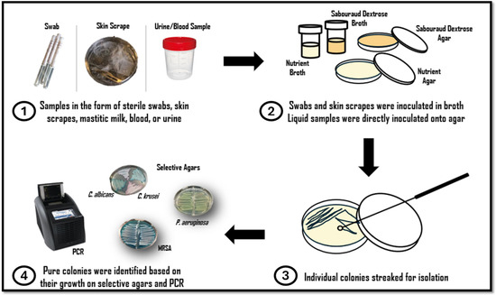 Antimicrobial Resistance Profile of Zoonotic Clinically Relevant WHO ...