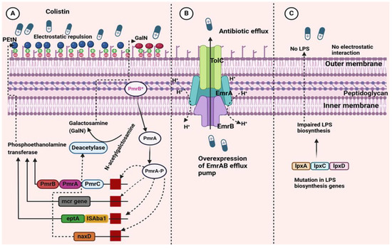 Colistin Resistance Mechanism and Management Strategies of Colistin ...