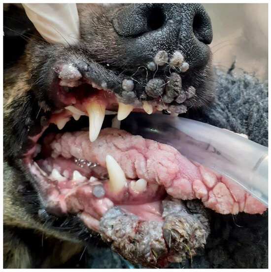 Papillomaviruses and Papillomaviral Disease in Dogs and Cats: A ...