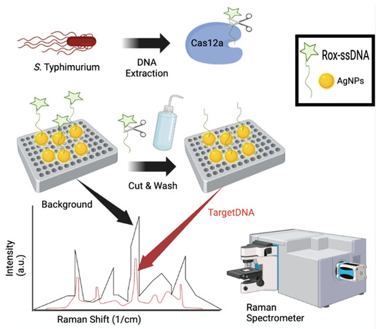 Advancements in Detection Methods for Salmonella in Food: A ...