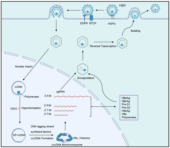 Targeting HBV cccDNA Levels: Key to Achieving Complete Cure of Chronic ...