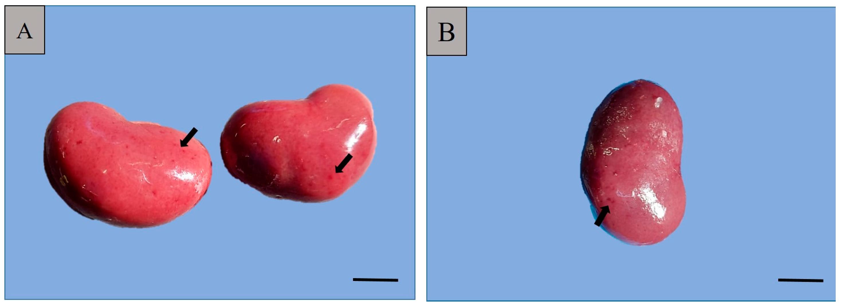 Antemortem and Postmortem Diagnosis of Encephalitozoon cuniculi in a ...