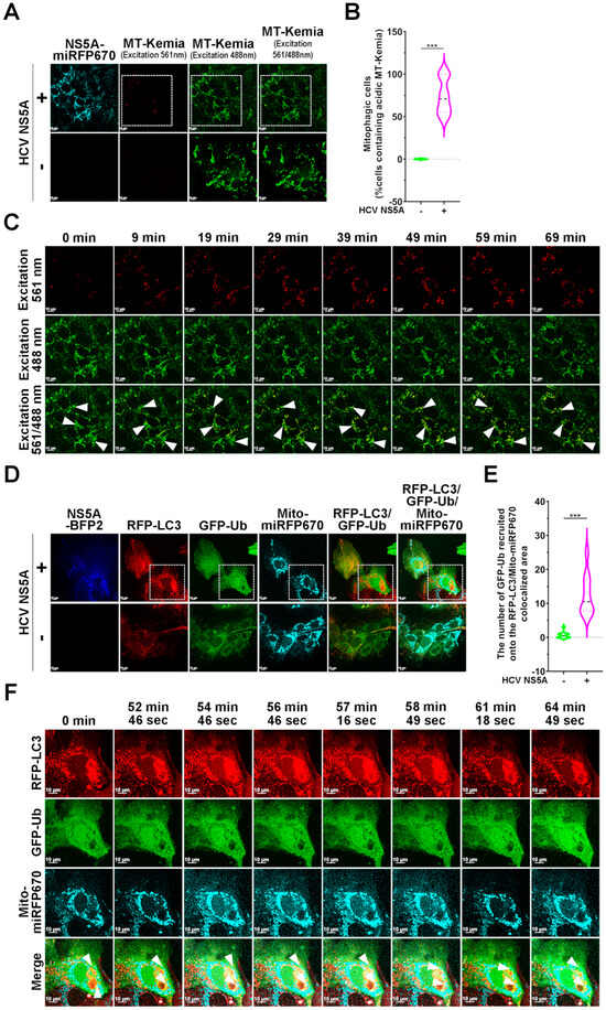 Hepatitis C Virus NS5A Activates Mitophagy Through Cargo Receptor and ...