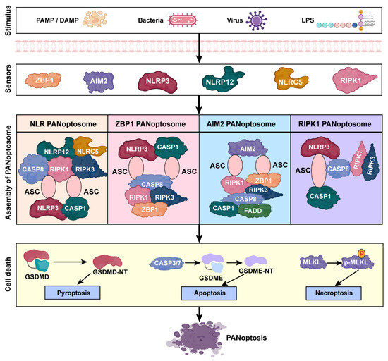 PANoptosis in Bacterial Infections: A Double-Edged Sword Balancing Host ...