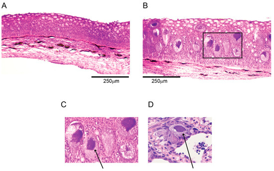 Characterization of Esocid Herpesvirus 1 (EsHV1) from Europe