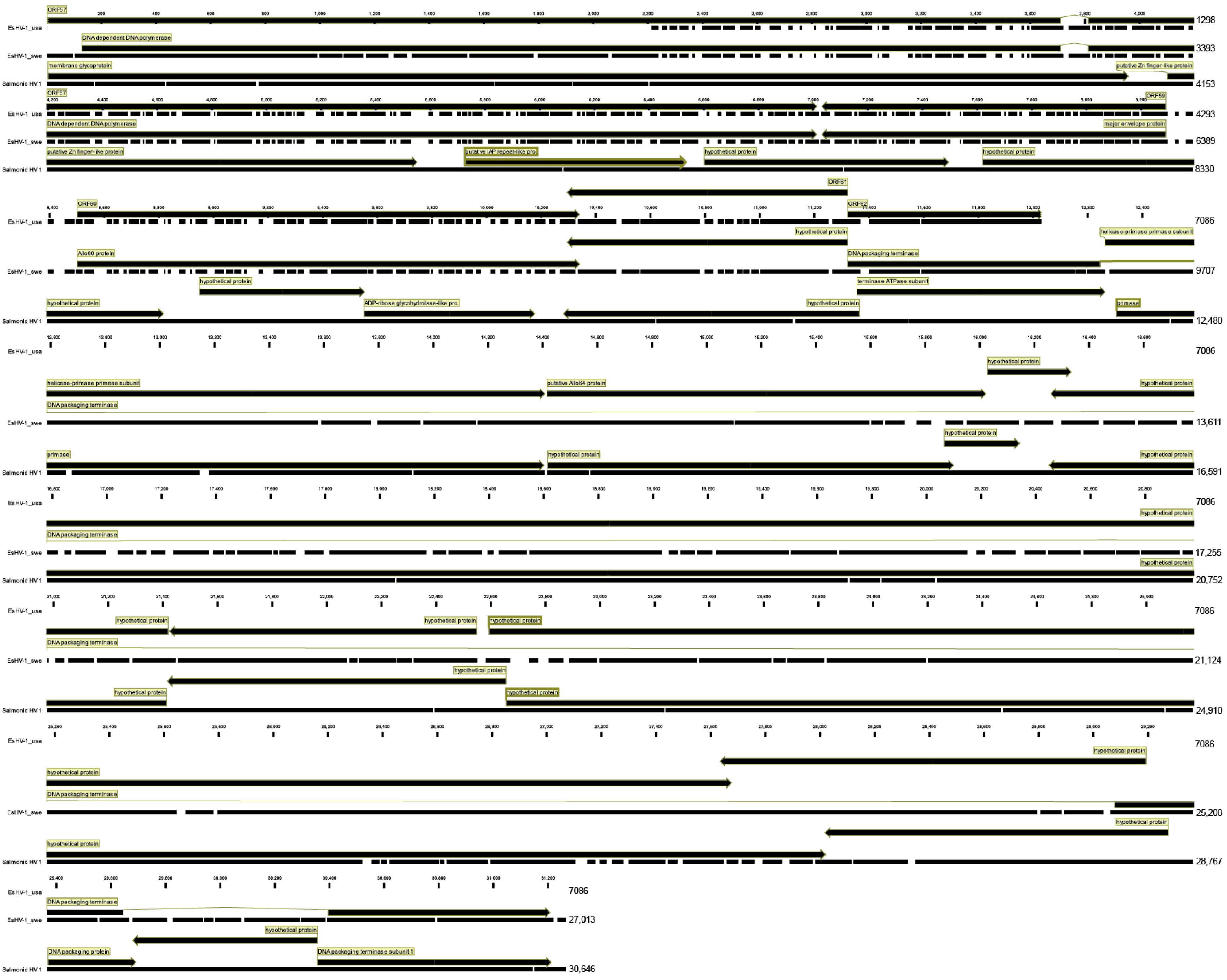 Characterization of Esocid Herpesvirus 1 (EsHV1) from Europe