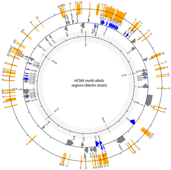 Cytomegalovirus Genetic Diversity and Evolution: Insights into ...