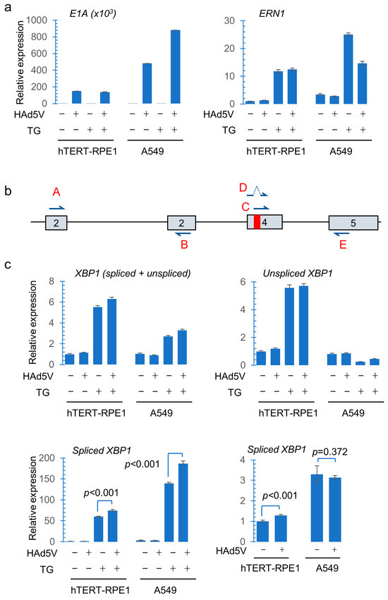 Dynamic Modulation of IRE1α-XBP1 Signaling by Adenovirus