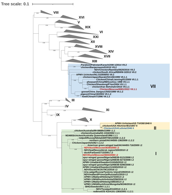 Genotype I Newcastle Disease Virus, Isolated from Wild Duck, Can ...