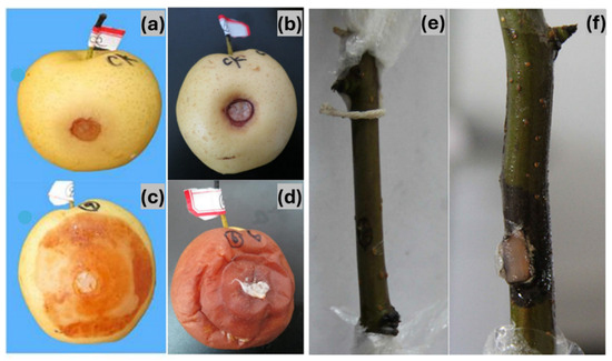 Isolation, Identification, and In Vitro Fungicide Screening of the ...