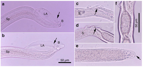 Integrated Taxonomic Approaches to Gastrointestinal and Urinary ...