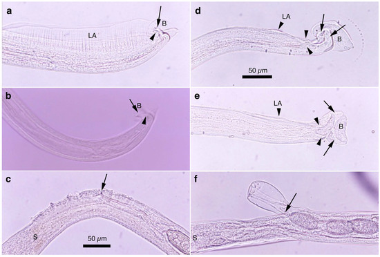 Integrated Taxonomic Approaches to Gastrointestinal and Urinary ...