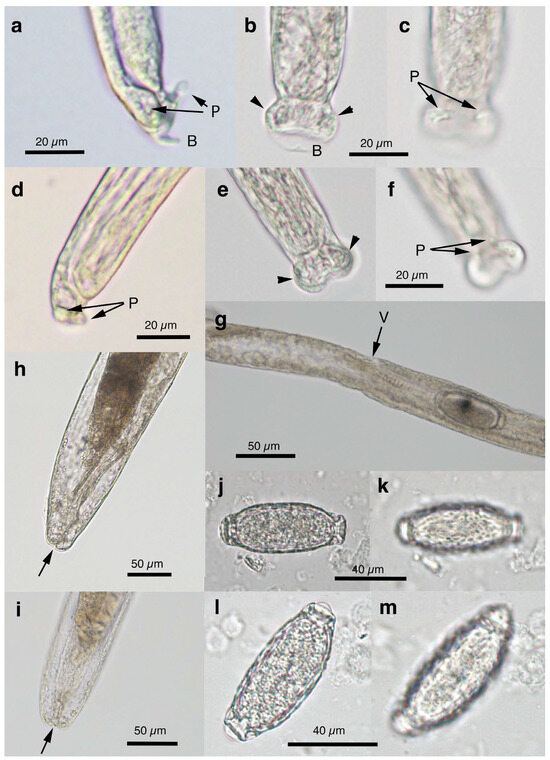 Integrated Taxonomic Approaches to Gastrointestinal and Urinary ...
