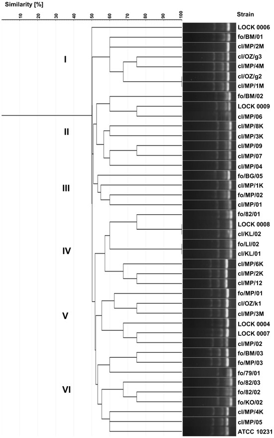 Discrimination of Clinical and Food-Derived Candida Strains Using ...
