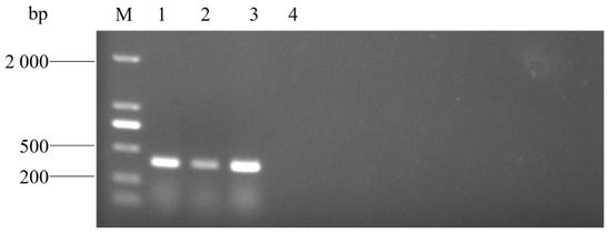 Development of a Species-Specific PCR Assay for Aerococcus urinaeequi ...