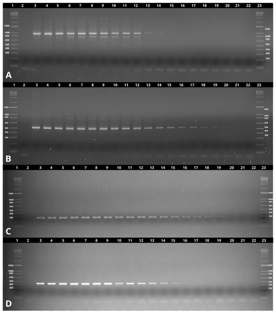 Detection of Burkholderia mallei in Microbiological Culture: A ...