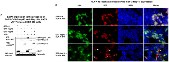 LMP7 as a Target for Coronavirus Therapy: Inhibition by Ixazomib and ...