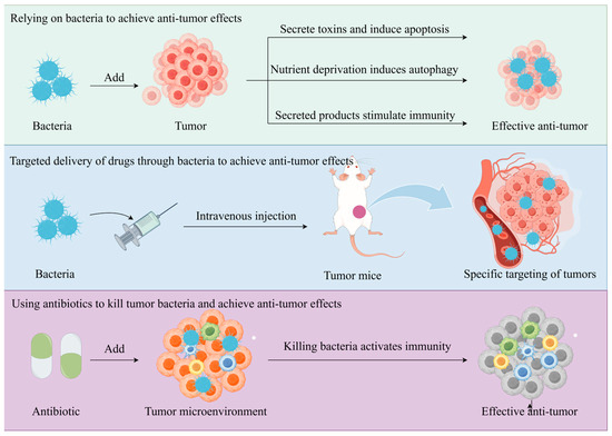 Bacteria-Based Roles in Solid Tumors: Potential for Prevention and ...