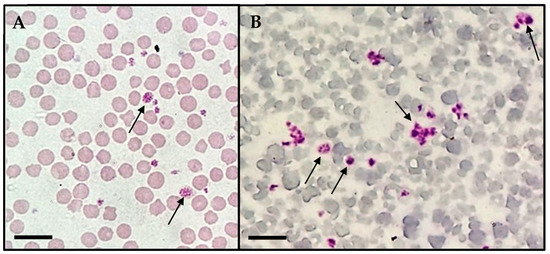 Isolation, Molecular Characterization and In Vitro Propagation of an ...