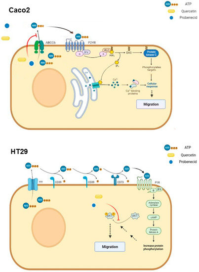 Pathophysiology | An Open Access Journal from MDPI