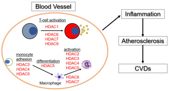 Critical Functions of Histone Deacetylases (HDACs) in Modulating ...