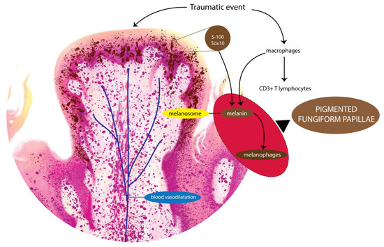 Filiform Papillae Diagram