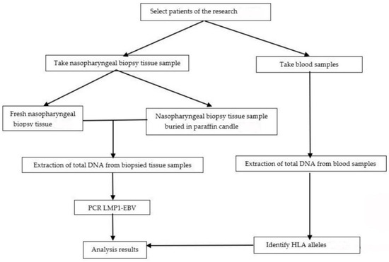 LMP1-EBV Gene Deletion Mutations and HLA Genotypes of Nasopharyngeal ...