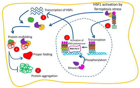 The Emerging Role of Heat Shock Factor 1 (HSF1) and Heat Shock Proteins ...